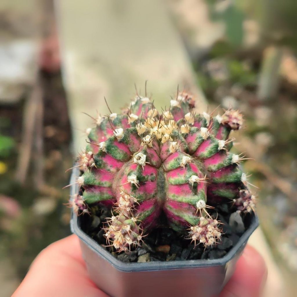 Gymnocalycium T- Rex – TILLANDSIATHAILAND.com