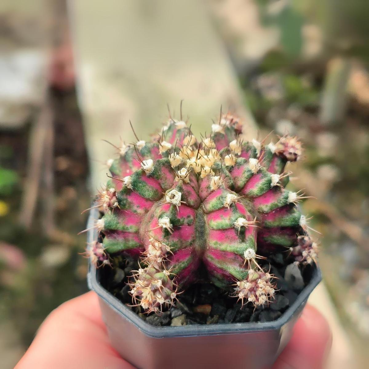 Gymnocalycium T- Rex – TILLANDSIATHAILAND.com