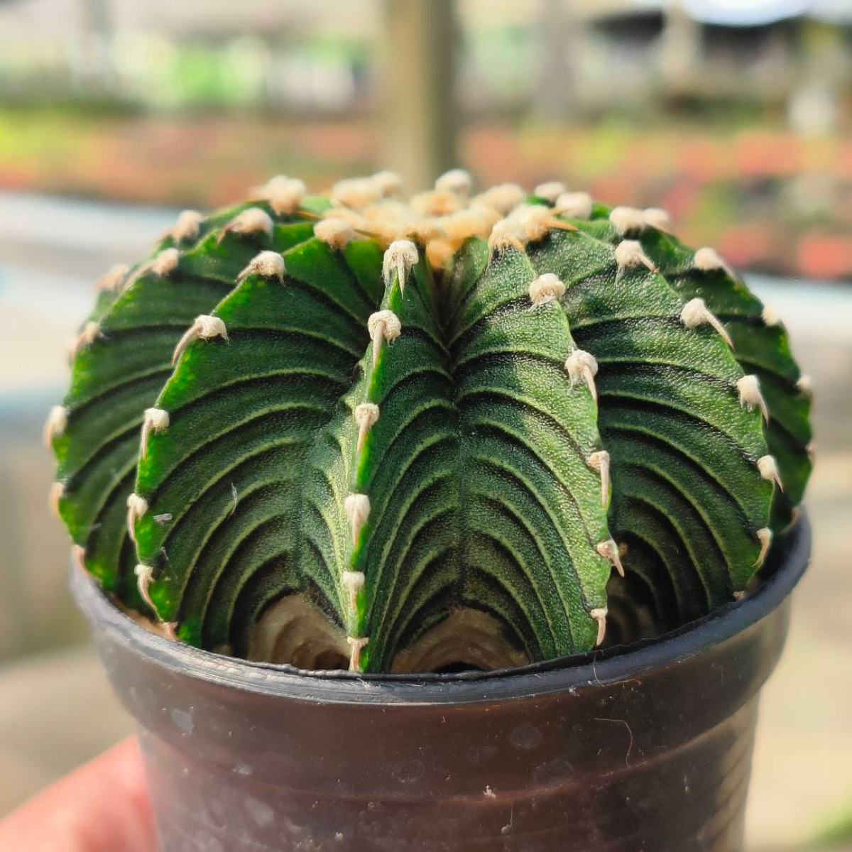 Gymnocalycium mihanovichii LB2178 – TILLANDSIATHAILAND.com