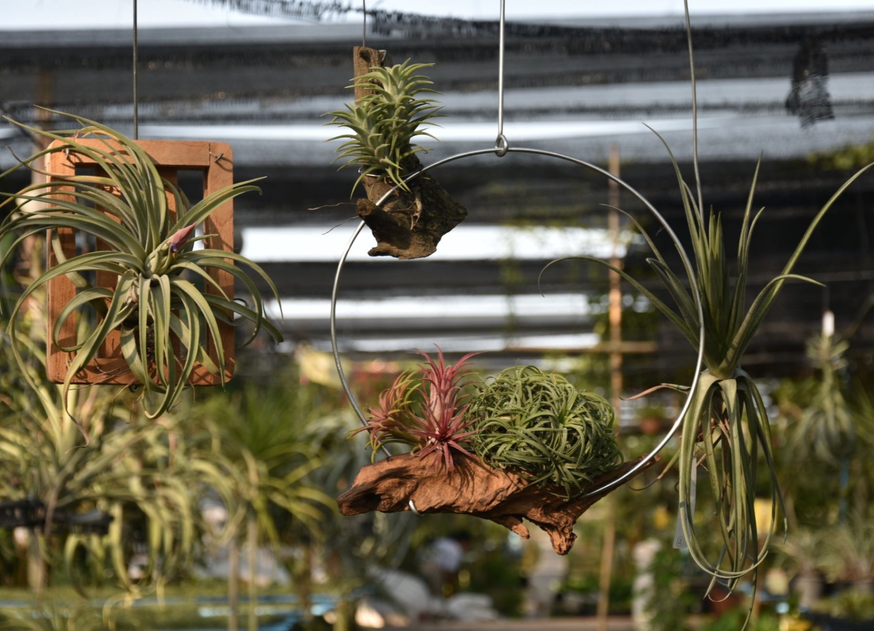 Air Plants Display – TILLANDSIATHAILAND.com