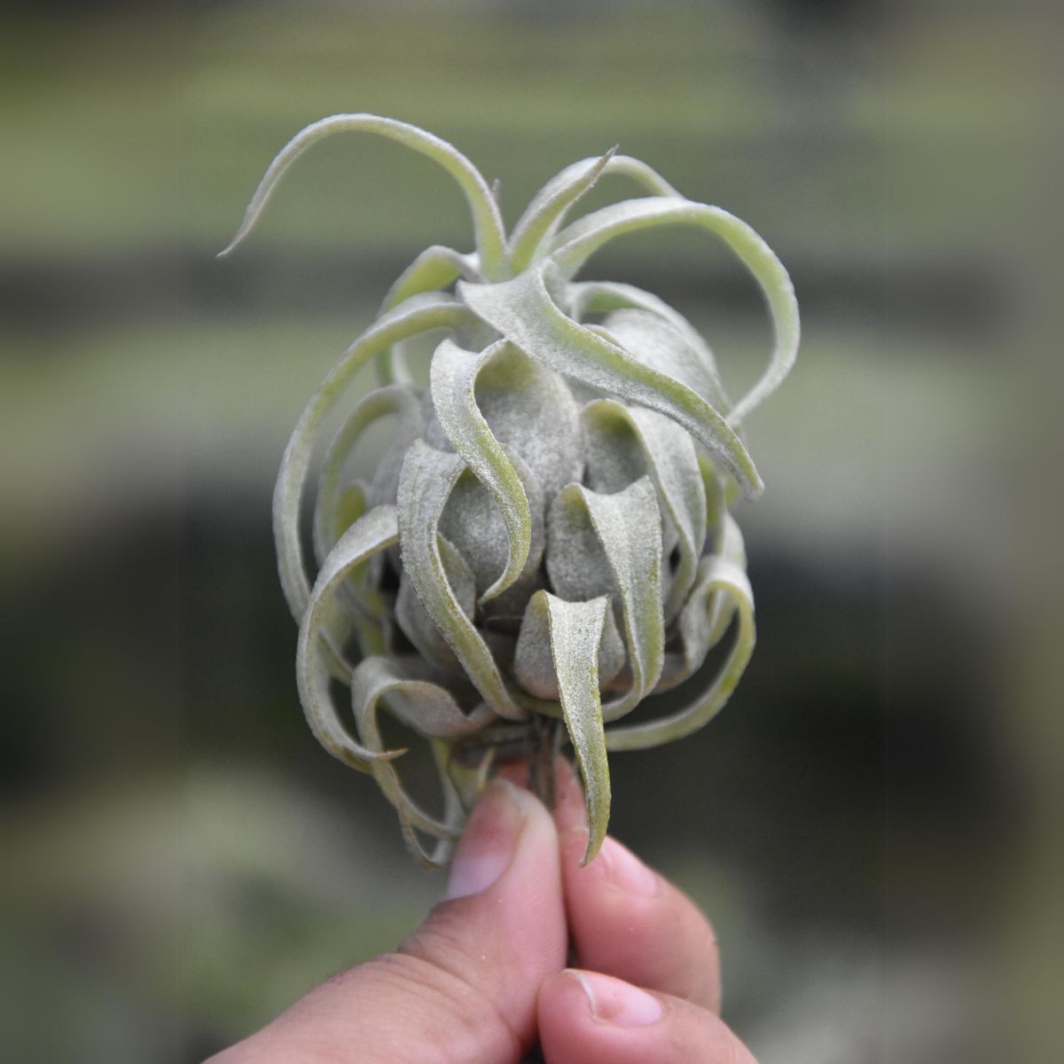 Tillandsia streptophylla – TILLANDSIATHAILAND.com