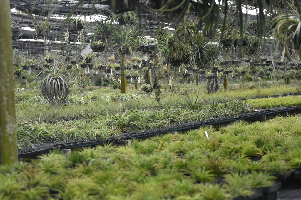 Tillandsia Farm – TILLANDSIATHAILAND.com