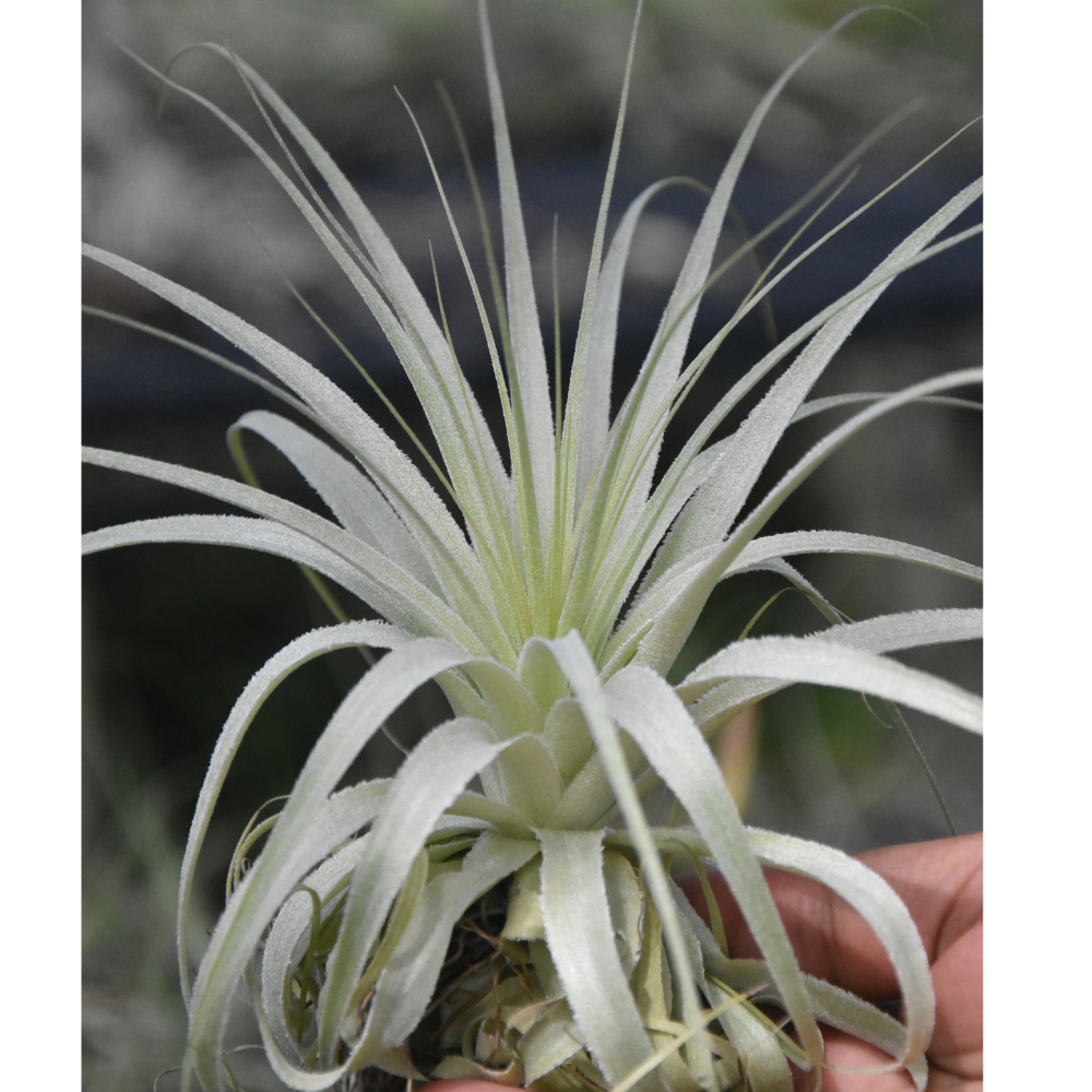 Tillandsia gardneri – TILLANDSIATHAILAND.com