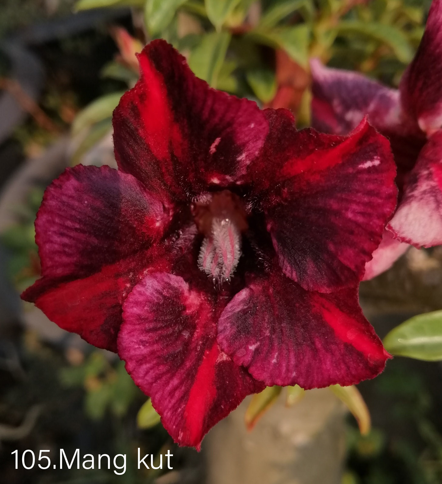 Adenium Mang kut – TILLANDSIATHAILAND.com