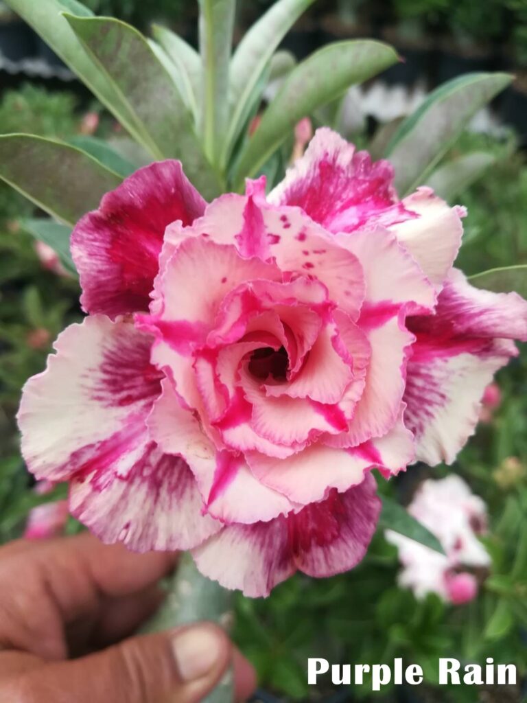 Adenium purple rain – TILLANDSIATHAILAND.com
