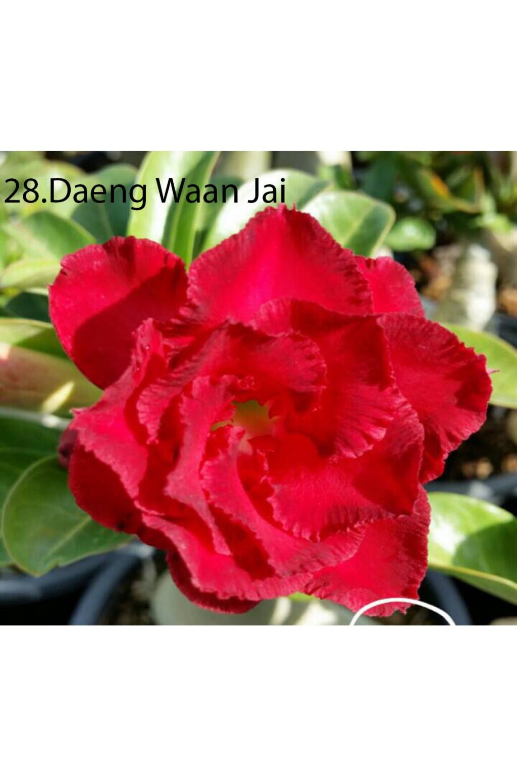 Adenium Daeng Waan Jai – TILLANDSIATHAILAND.com