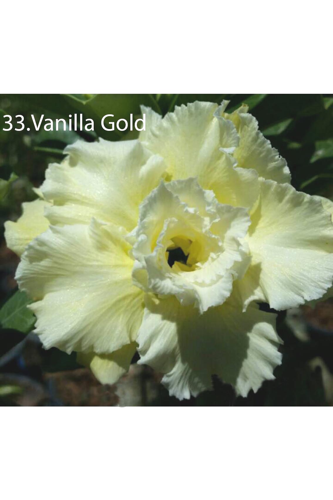 Adenium Vanilla Gold – TILLANDSIATHAILAND.com