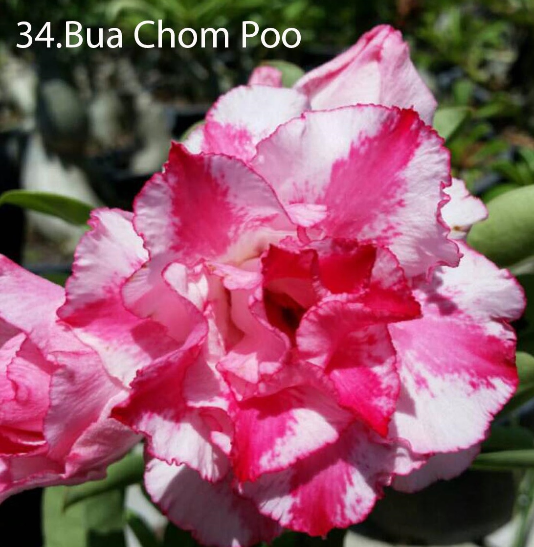Adenium Bua Chom Poo – TILLANDSIATHAILAND.com
