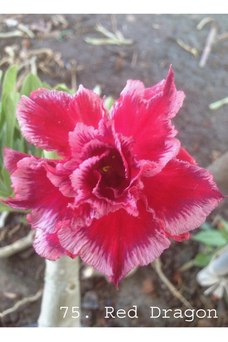 Adenium Red Dragon – TILLANDSIATHAILAND.com