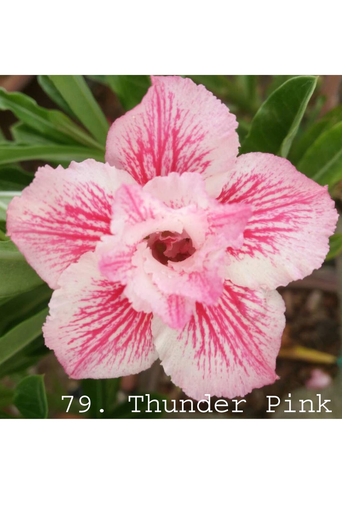 Adenium Thunder Pink – TILLANDSIATHAILAND.com