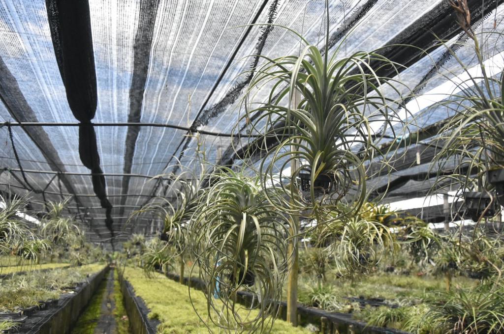 Tillandsia Farm – TILLANDSIATHAILAND.com