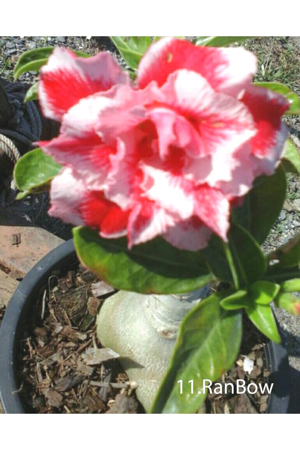 Adenium ranbow – TILLANDSIATHAILAND.com