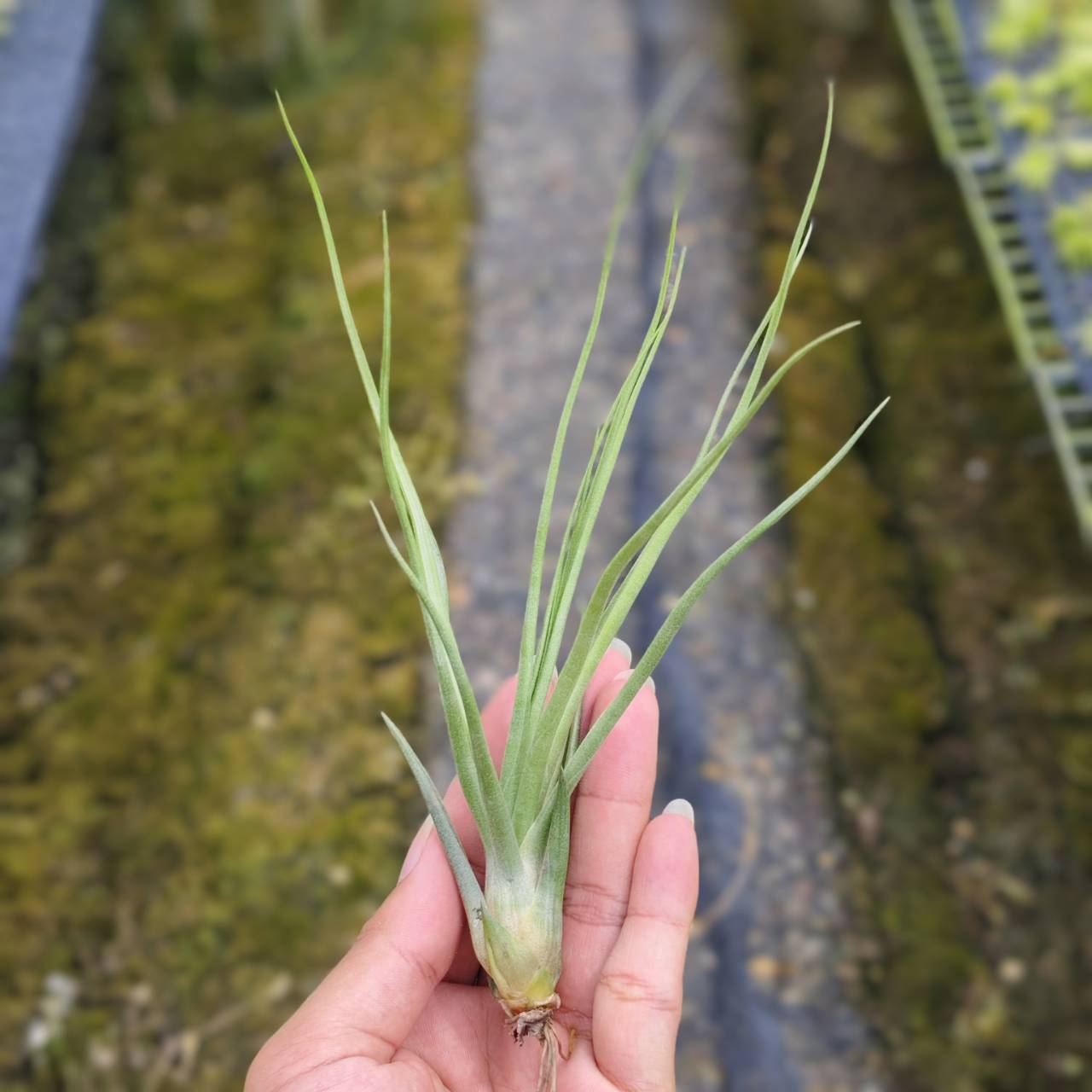 Tillandsia Celebration – T.Bulbosa x T. Brachycaulos ...