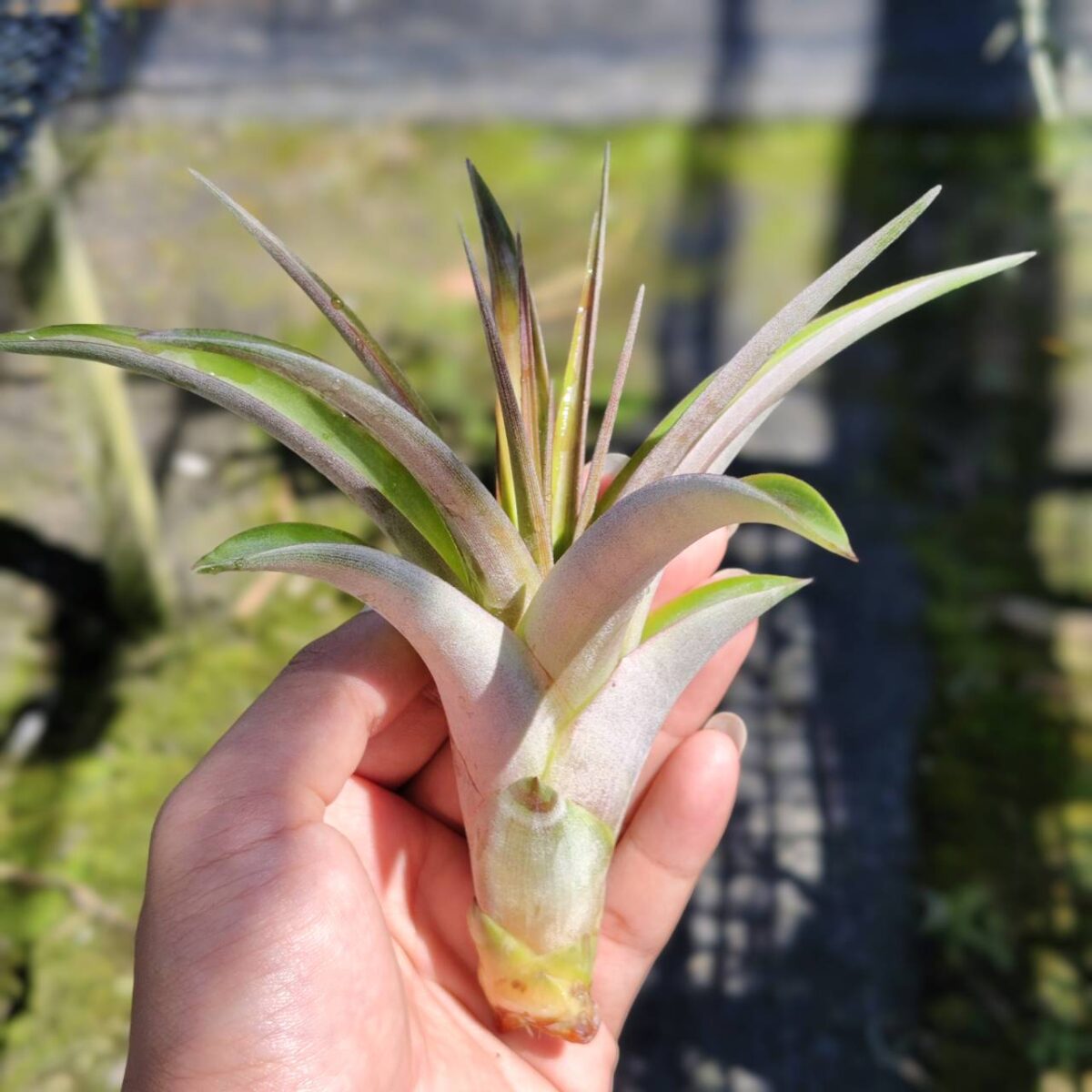 Tillandsia Fasciculate tropiflora x Tillandsia Fasciculata tropifloar ...