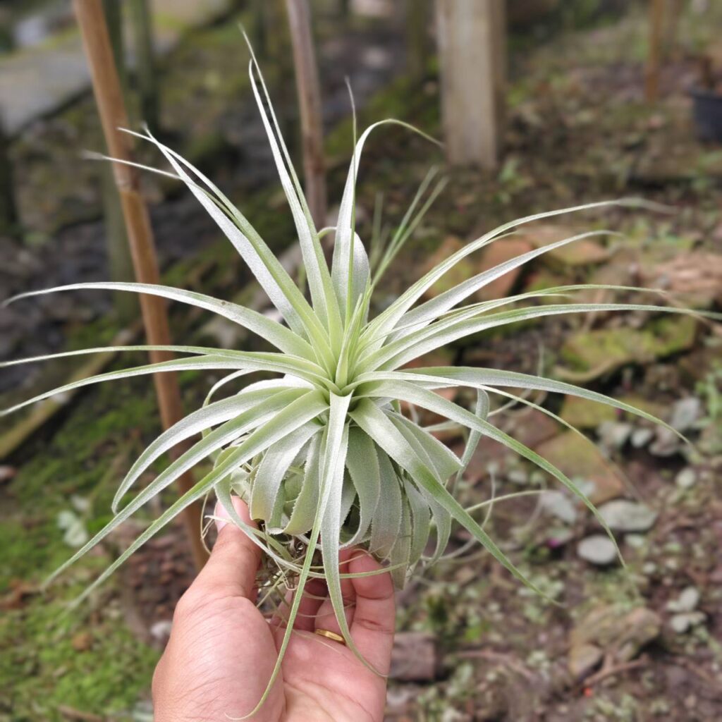 Tillandsia Gardneri – TILLANDSIATHAILAND.com