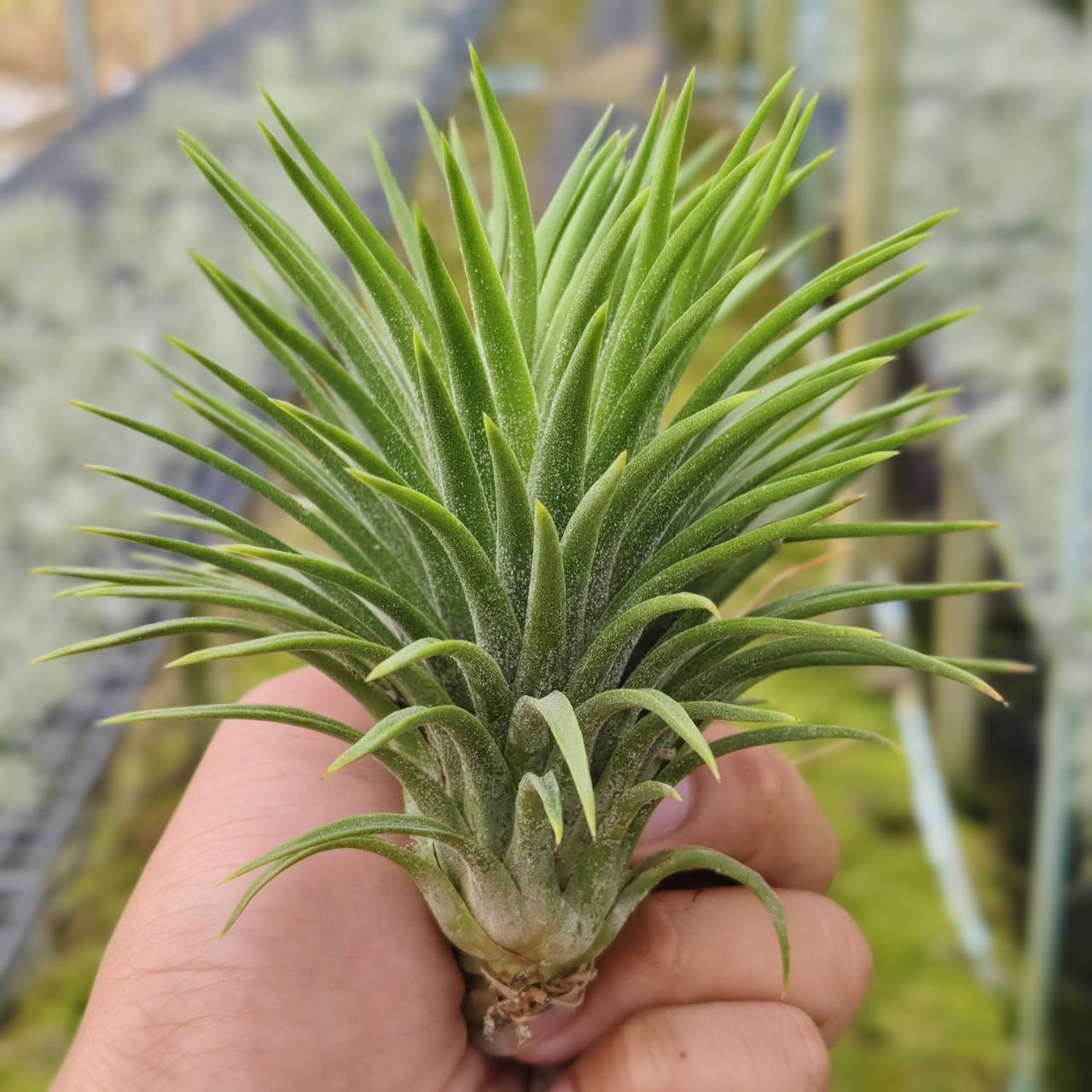 Tillandsia ionantha monkey tail size L – TILLANDSIATHAILAND.com