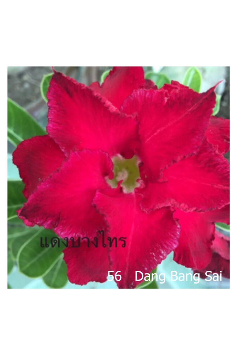 Adenium Dang Bang Shai – TILLANDSIATHAILAND.com