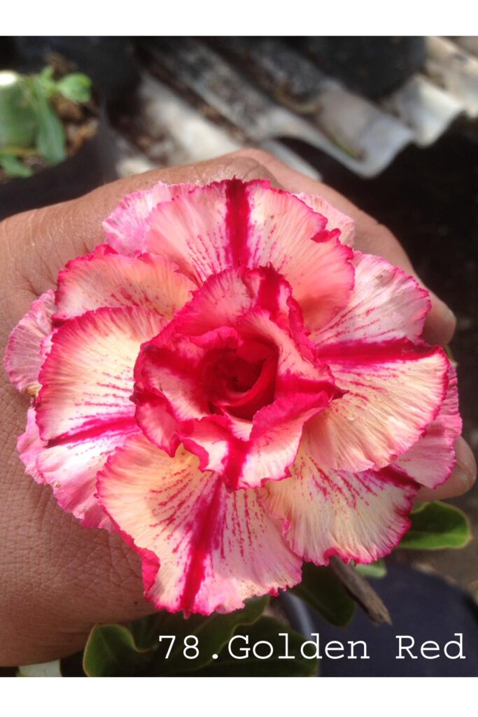 Adenium Golden Red – TILLANDSIATHAILAND.com