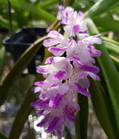 Aerides multiflora seedling – TILLANDSIATHAILAND.com