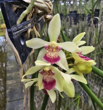 Paraphalaenopsis laycockii X Luisia Primulina – TILLANDSIATHAILAND.com