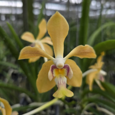 Paraphalaenopsis laycockii x vanda denisoniana – TILLANDSIATHAILAND.com